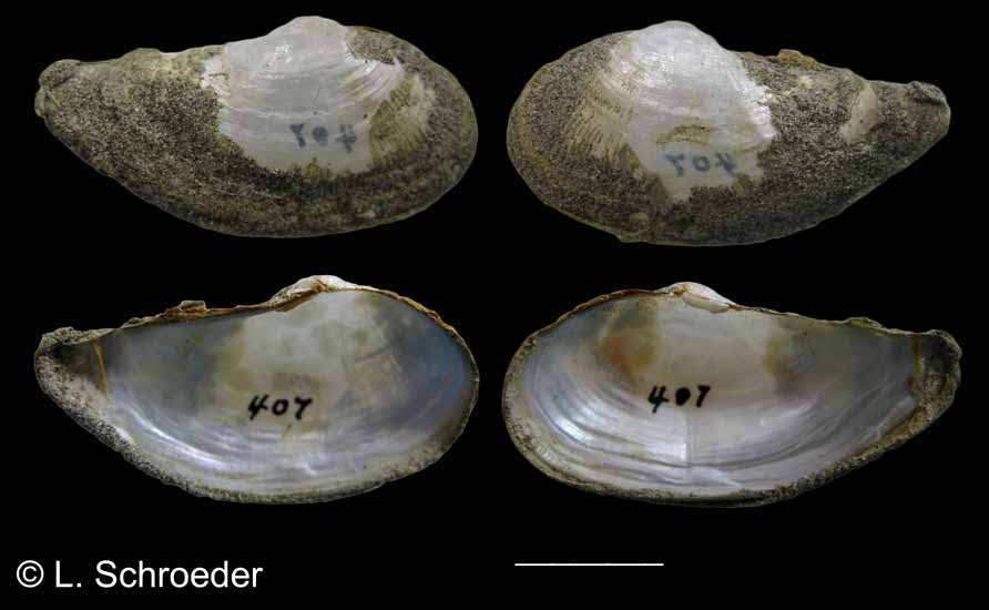 Bivalves - Pandoridae, Lyonsiidae, Verticordiidae, Thraciidae, Cuspidariidae